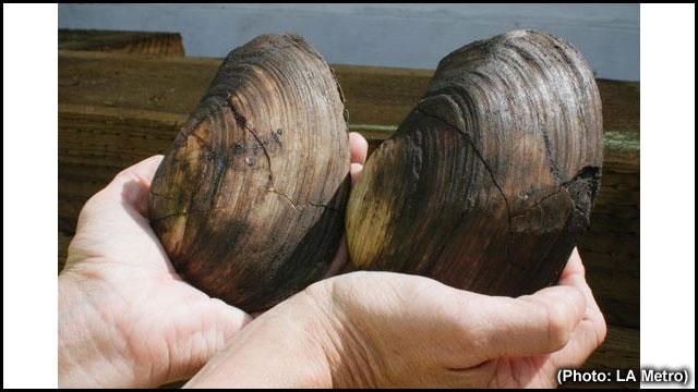 Ice Age Fossils Discovered In L.A. Subway Construction | wfmynews2.com