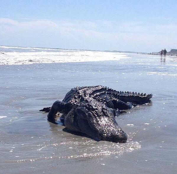 Alligator Shot and Killed at Folly Beach in SC | wfmynews2.com