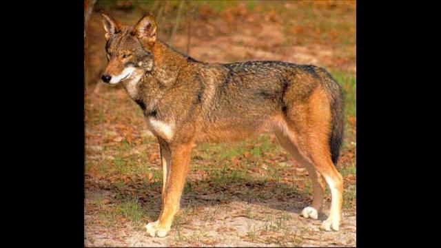 NC Officials Investigate Shooting Death Of Red Wolf | wfmynews2.com