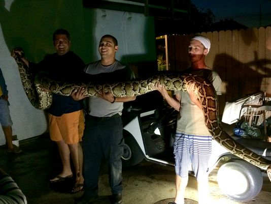 15 Foot Python Caught Behind Florida Restaurant | wfmynews2.com