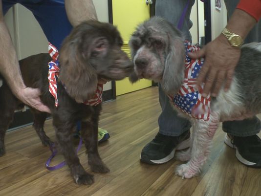 Rescued Dog Becomes Guide To Rescued Blind Dog | wfmynews2.com