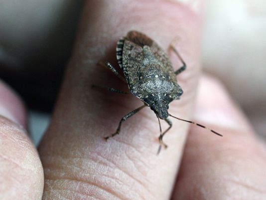 It's Stink Bug Season: Here's How To Get Rid Of Them | wfmynews2.com