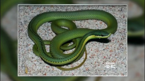 Snake Missing From San Francisco Zoo's New Exhibit | wfmynews2.com