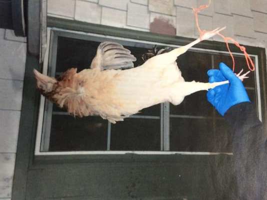 Child Found With Dead Chicken Around Neck Reunited With Mother ...