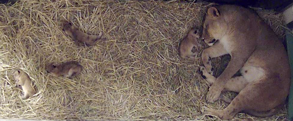 North Carolina Zoo Welcomes Four Lion Cubs | wfmynews2.com
