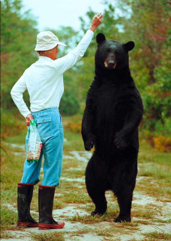 Woman Possibly Killed By Bears Near NC Outer Banks | wfmynews2.com