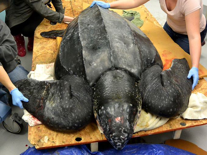 500 Pound Turtle Finds New Home In South Carolina | wfmynews2.com