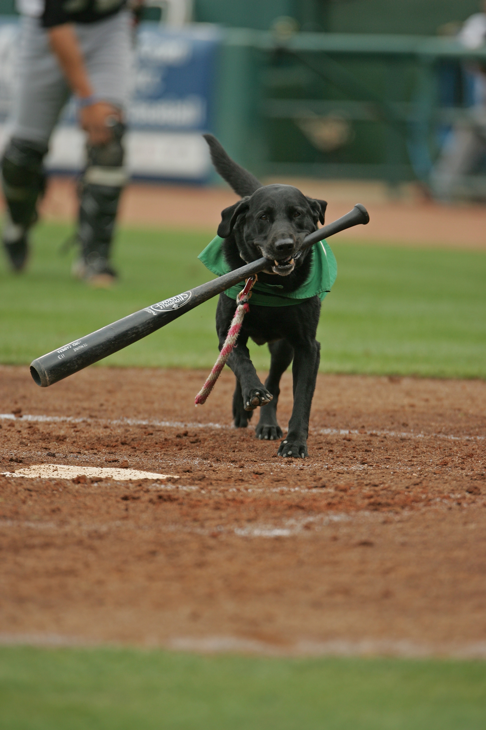 Beloved Grasshoppers Ball Dog Miss Babe Ruth To Retire | wfmynews2.com