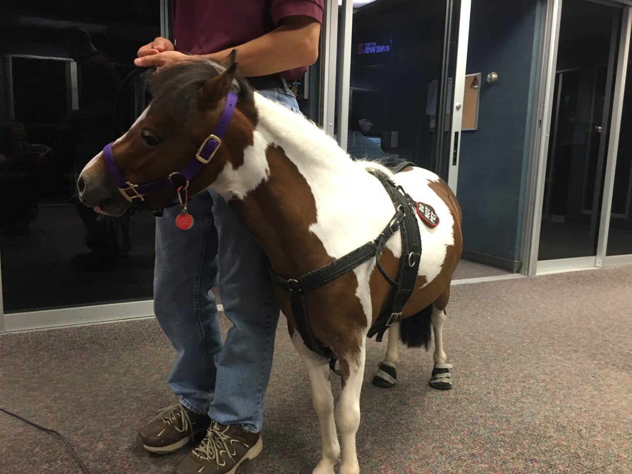 Service Mini Horse Is Cute And Life Saving | 11alive.com