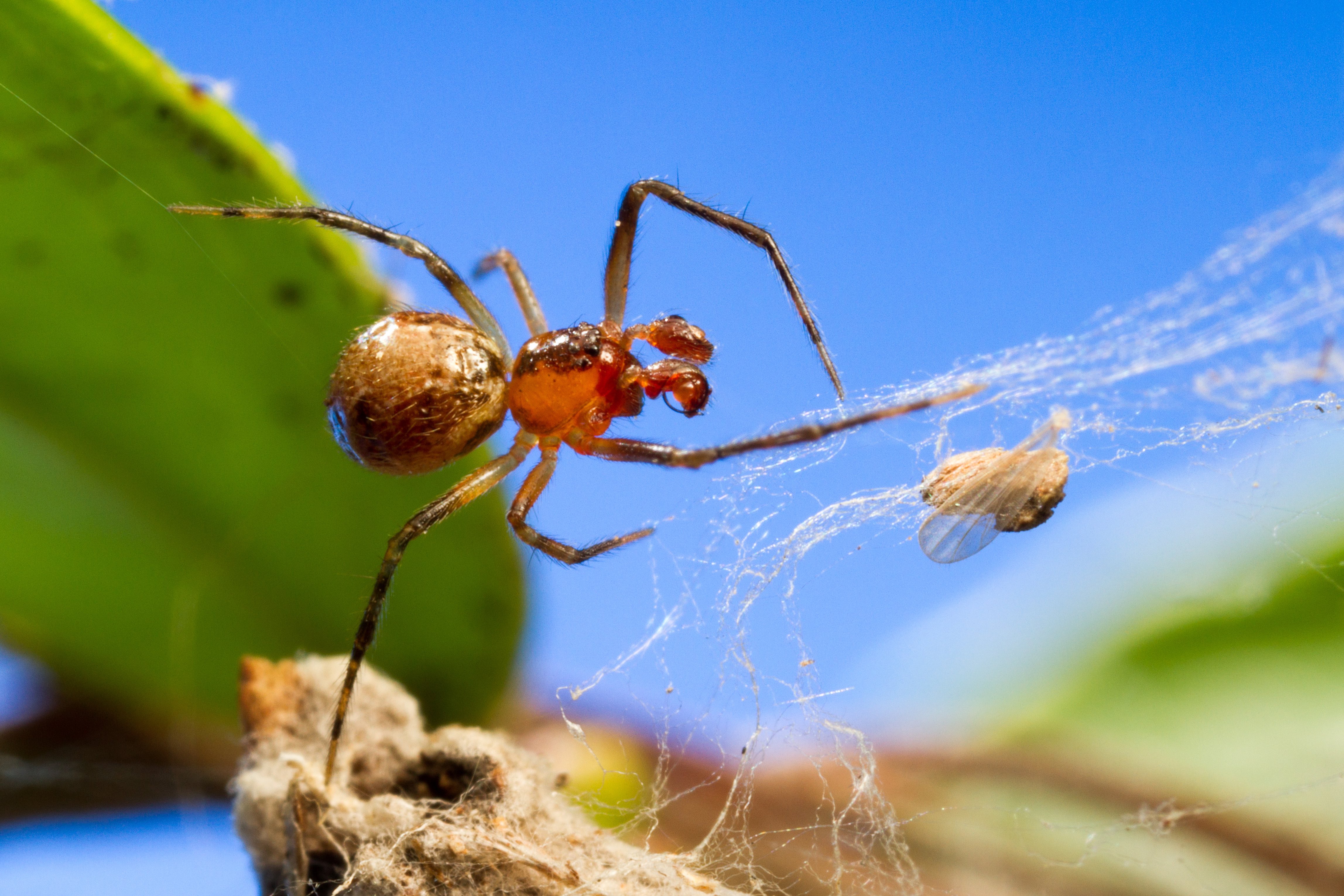 Untangled: The Secret Life of Spiders | wfmynews2.com