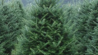 August 23, 2005: Fraser Fir Becomes Official State Christmas Tree of NC ...