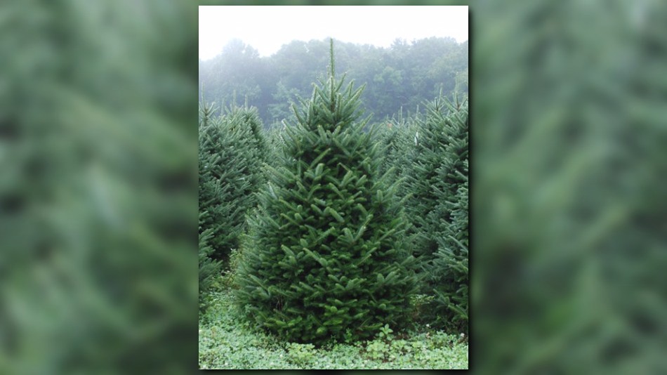 August 23, 2005: Fraser Fir Becomes Official State Christmas Tree of NC ...