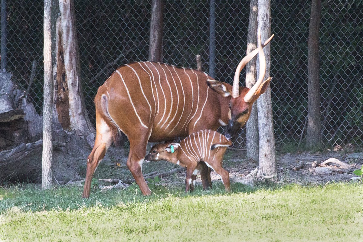 It's A Girl! Baby Bongo Born At NC Zoo | wfmynews2.com