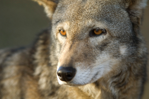 Red Wolf Shot, Killed In NC Wildlife Refuge | wfmynews2.com