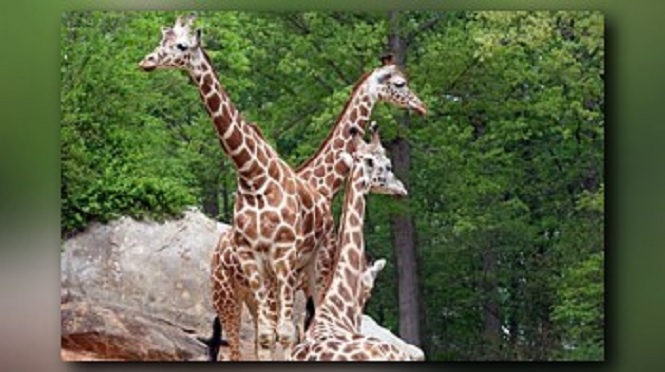 Giraffe Mating Gif 61 Giraffe Mating Stock Photos, High Res Pictures,