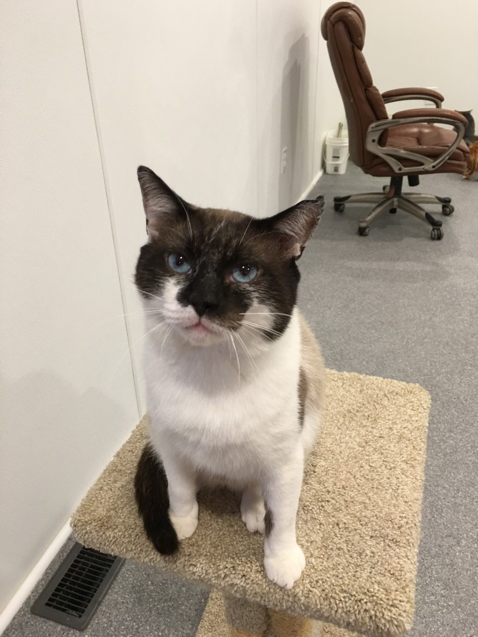 2 The Rescue: Boss is Looking for a Forever Home | wfmynews2.com