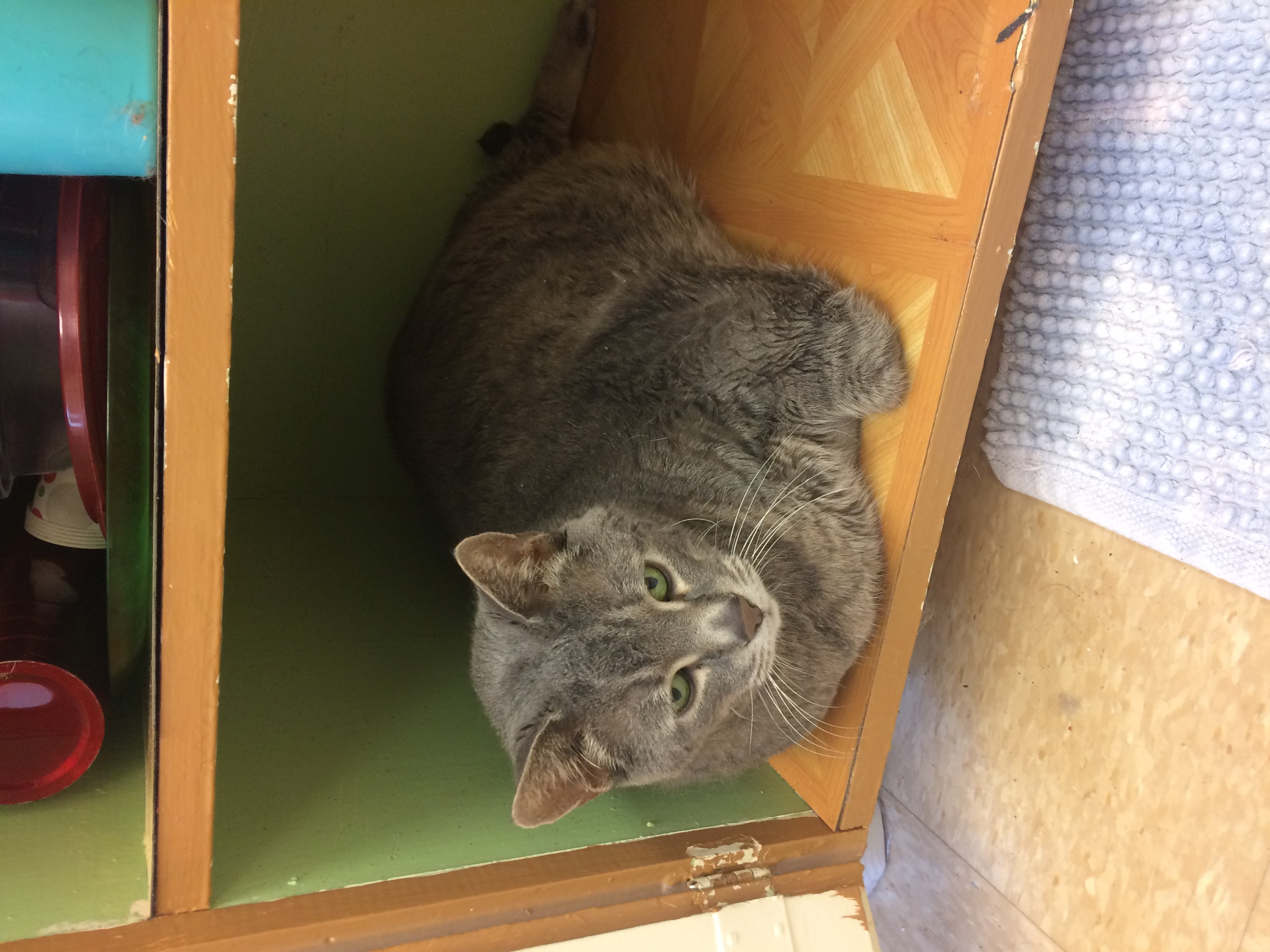 Meet Mr. Handsome, the 31-pound cat! | 11alive.com