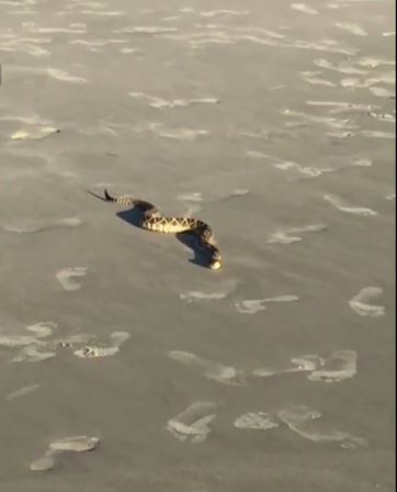 Huge Rattlesnake Spotted On Hilton Head Beach | wfmynews2.com