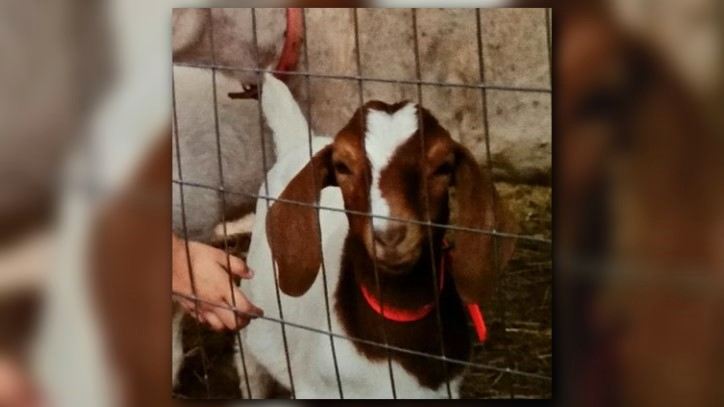 Goat Missing After Several Rockingham Co. Home Break-Ins | wfmynews2.com