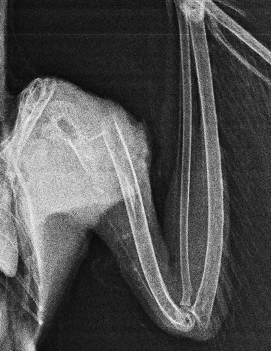 PHOTOS | Owl Found With Broken Wing On I-40; Now On the Road to ...